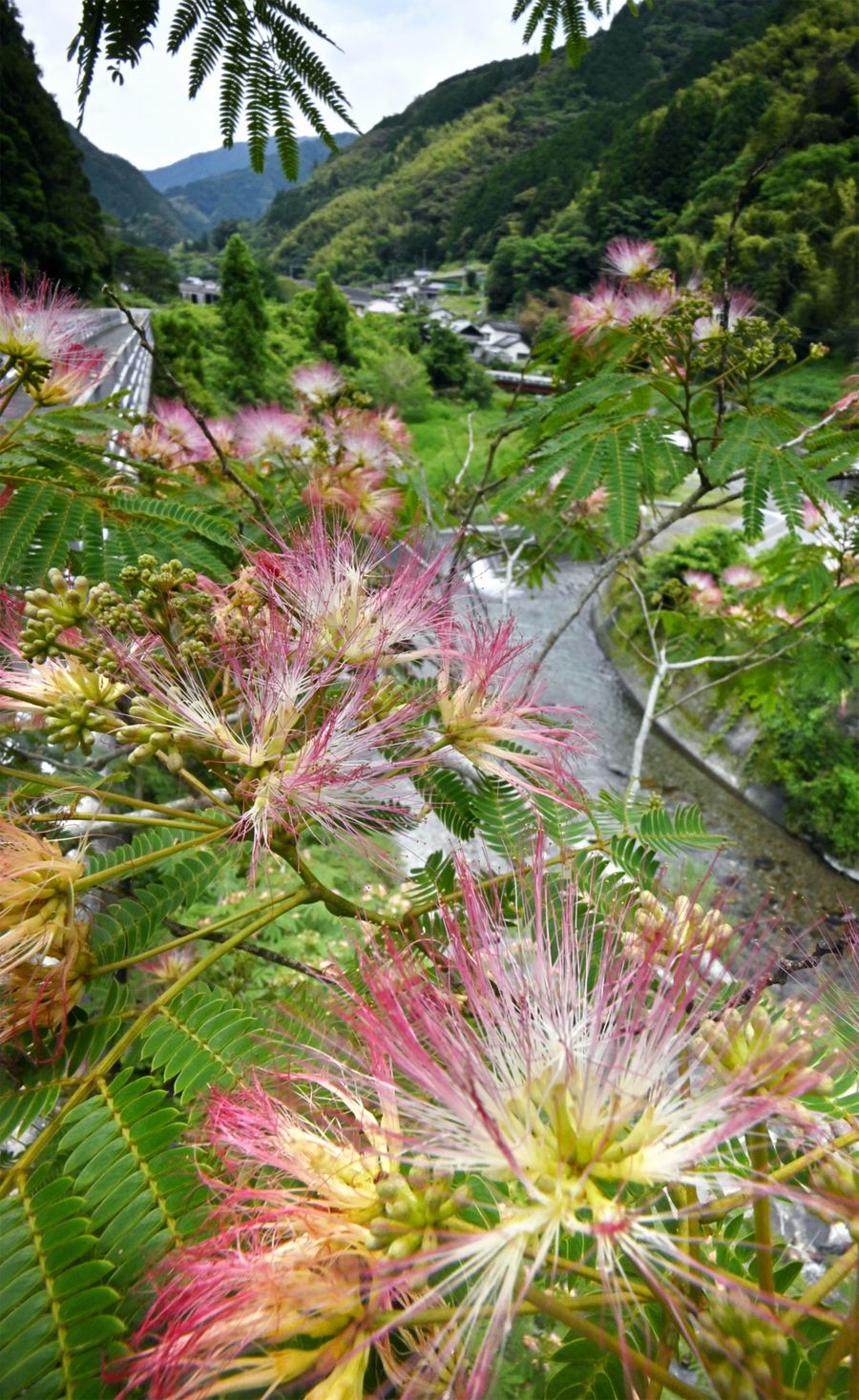 ふわふわとしたネムノキ 山彩る薄紅色 高知県いの町 | 高知新聞