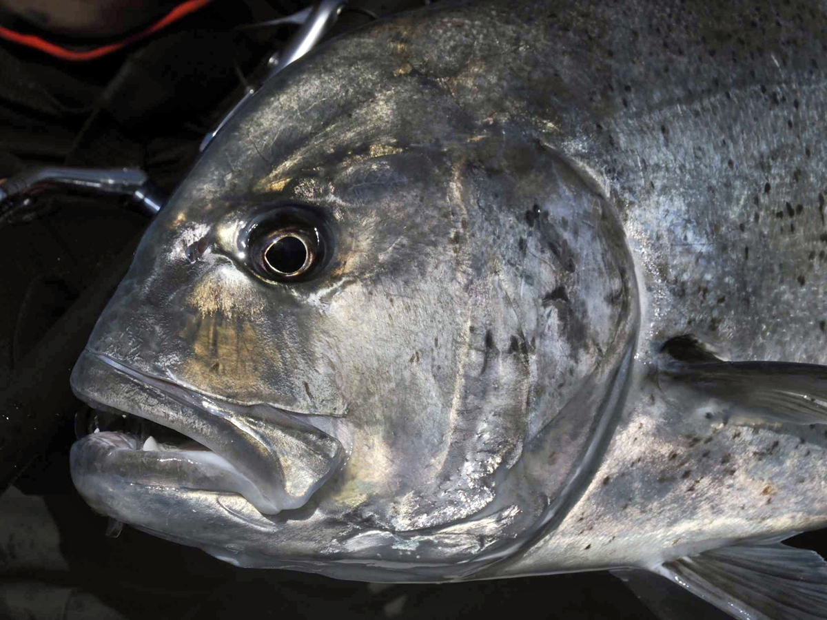 憧れのGTをご近所で 四国西南部でキャッチ 弘瀬伸洋―魚信 はっぴぃ魚ッチ | 高知新聞