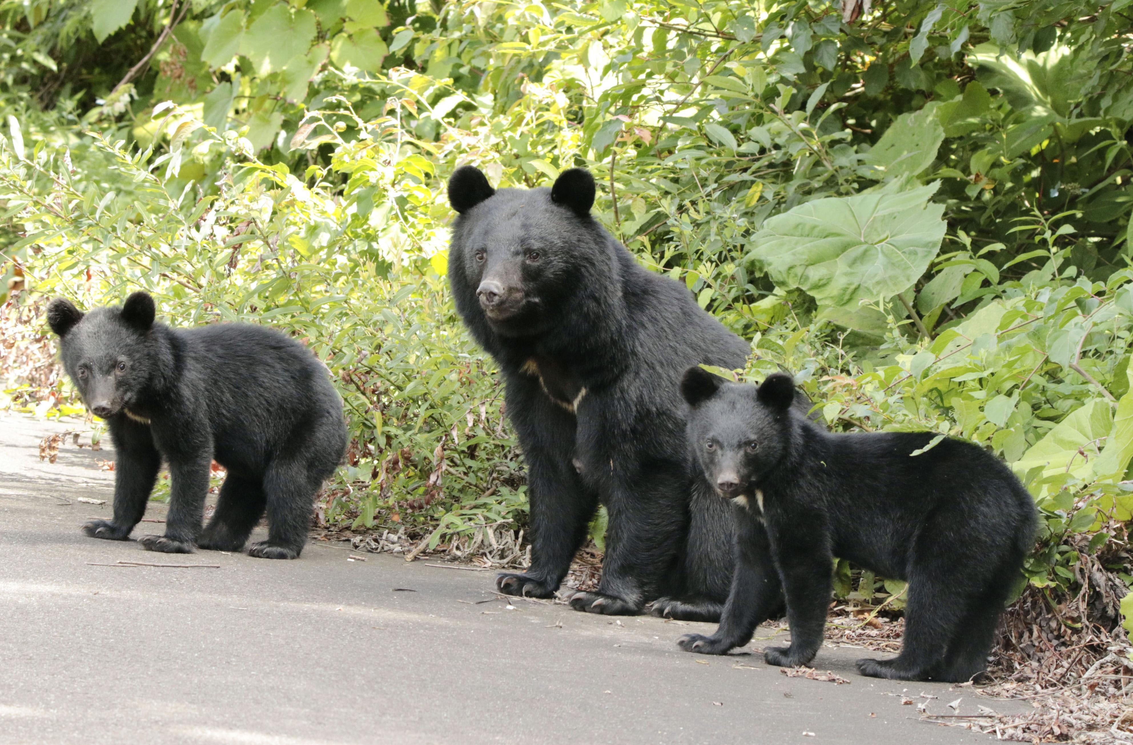 クマ捕獲が国の支援対象に 指定管理鳥獣に追加へ | 高知新聞