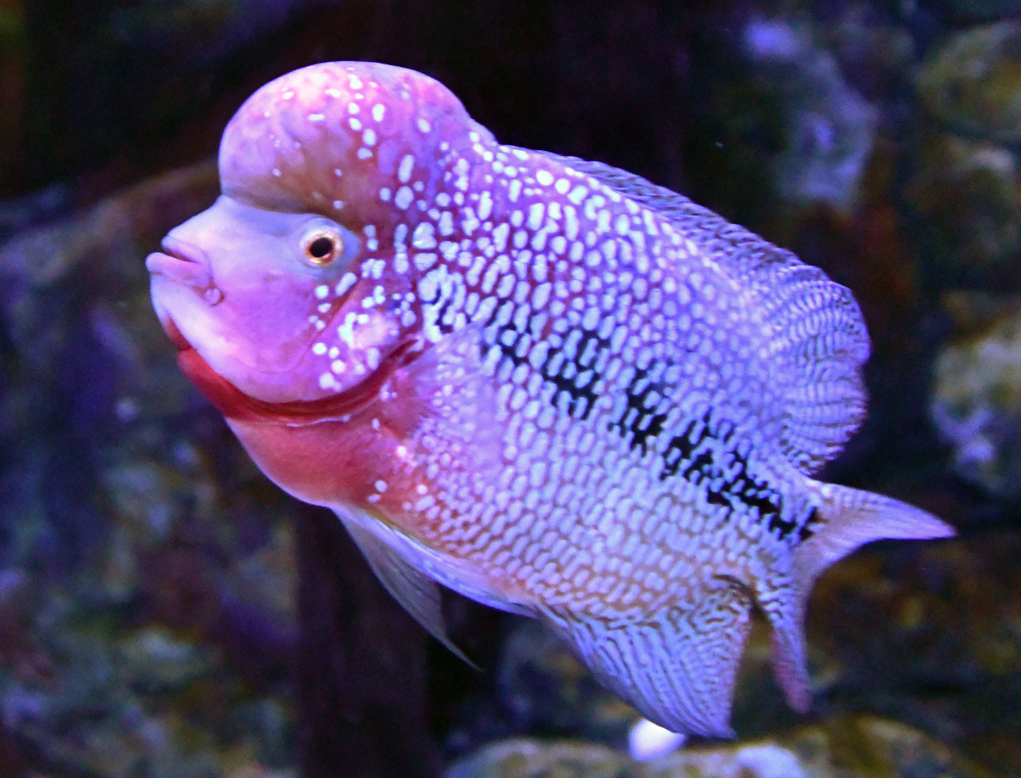 【フラワーホーン】幸運を表す体の色 | 高知新聞