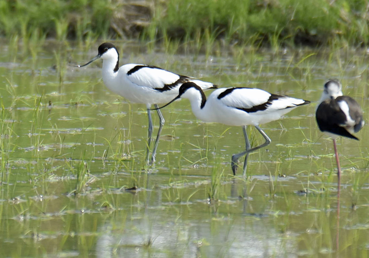 珍しい渡り鳥「ソリハシセイタカシギ」 2羽並んで羽を休める 南国市の水田に飛来 | 高知新聞