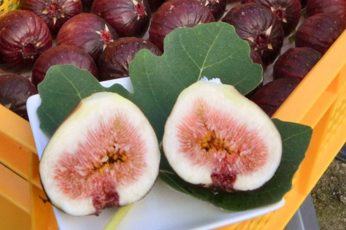 今年は豊作！ イチジクのとろける甘さ楽しんで 生産者お勧めの食べ方は？ 高知県奈半利町で収穫シーズン | 高知新聞