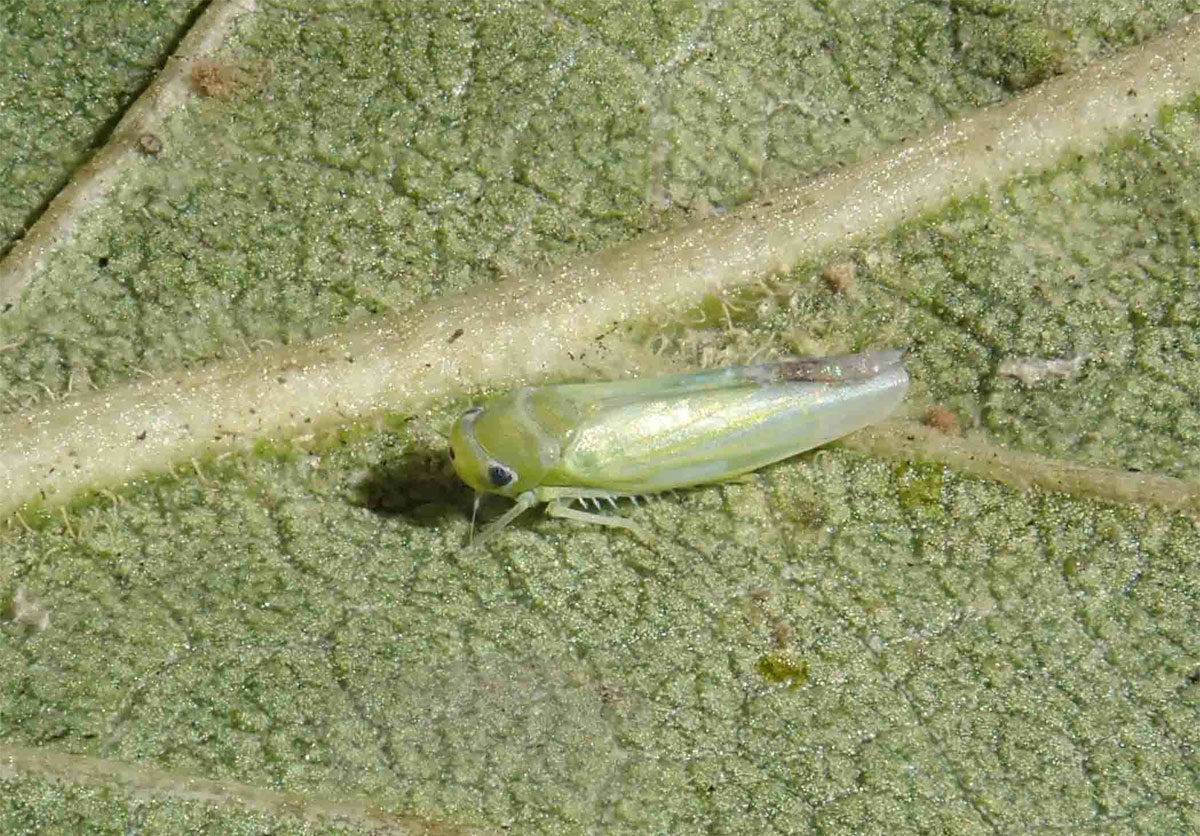 ウメやモモの害虫「モモヒメヨコバイ」と「キュウリ黒点根腐病」注意 高知県病害虫防除所が特殊報 | 高知新聞